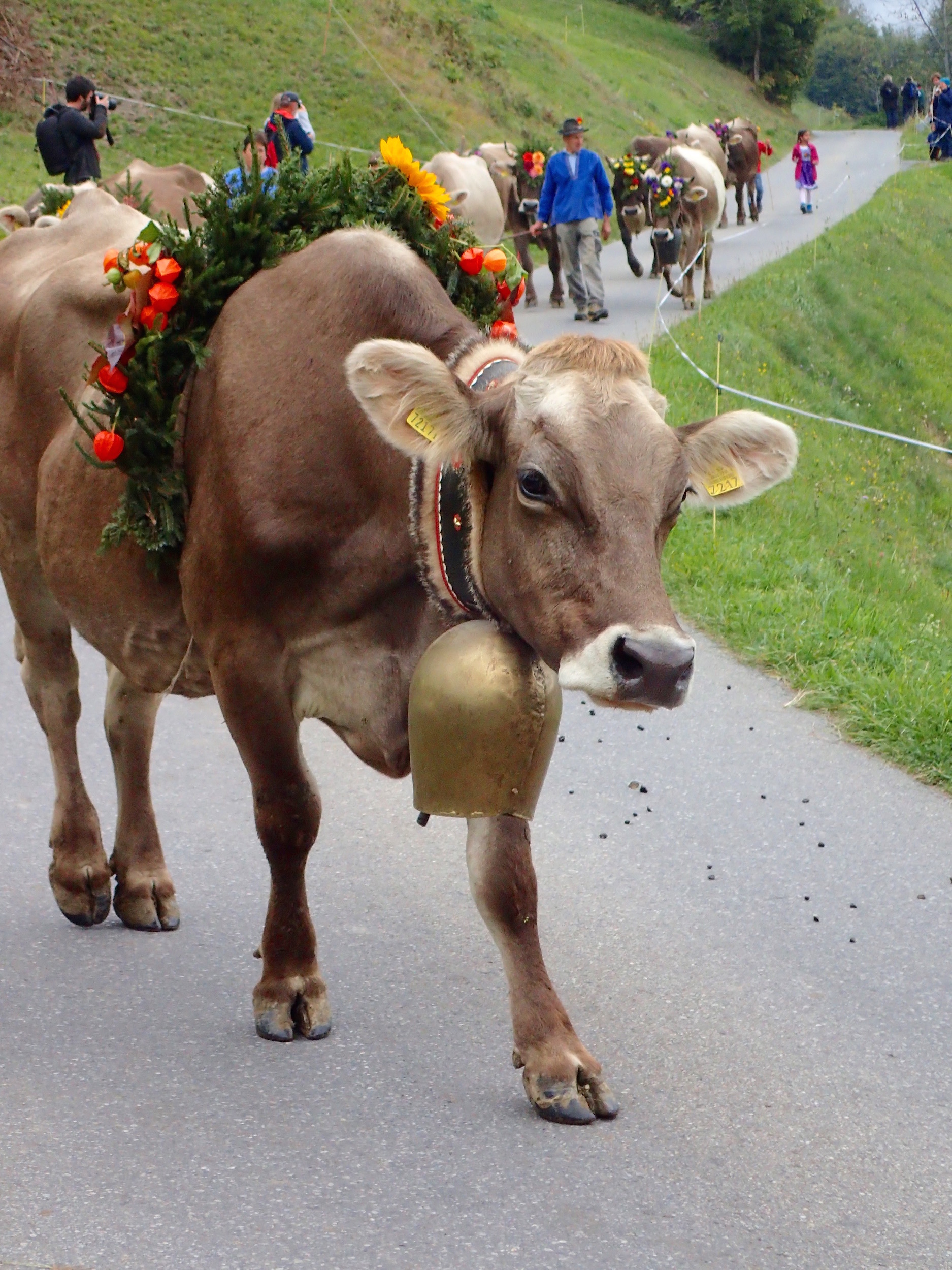 Alp Cows in Autumn: Switzerland's Alpine Descent Festivals