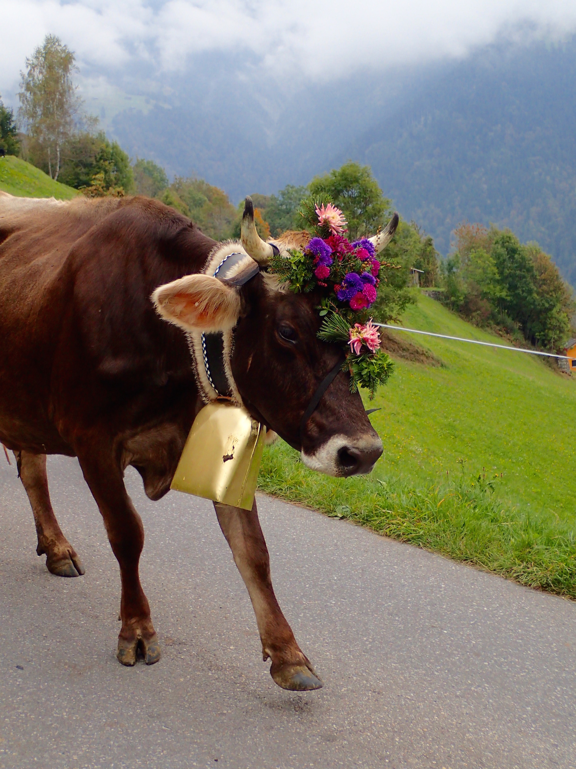 Alp Cows in Autumn: Switzerland's Alpine Descent Festivals